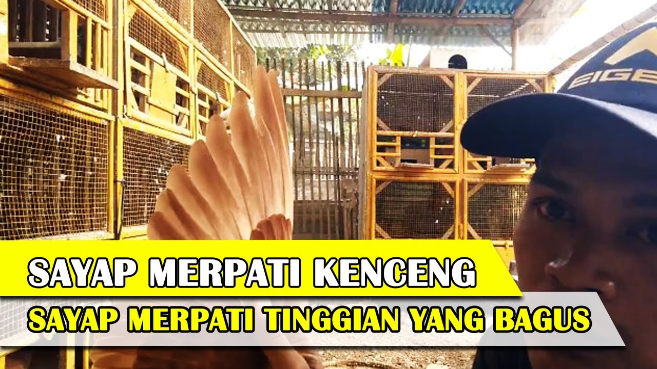 Cara Memilih Sayap Atau Lar Merpati Tinggian - Merpati Kolong - Merpati ...