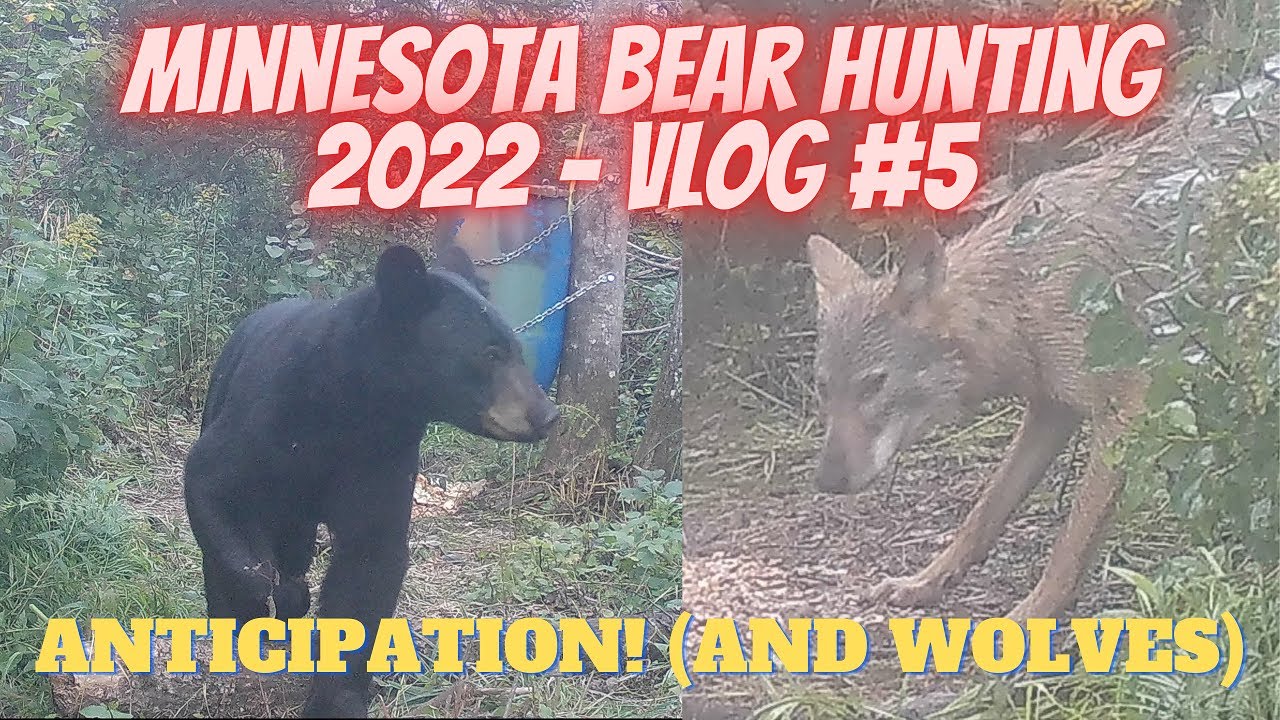 Minnesota Bear hunting VLOG 5 | Bears and Wolves - YouTube