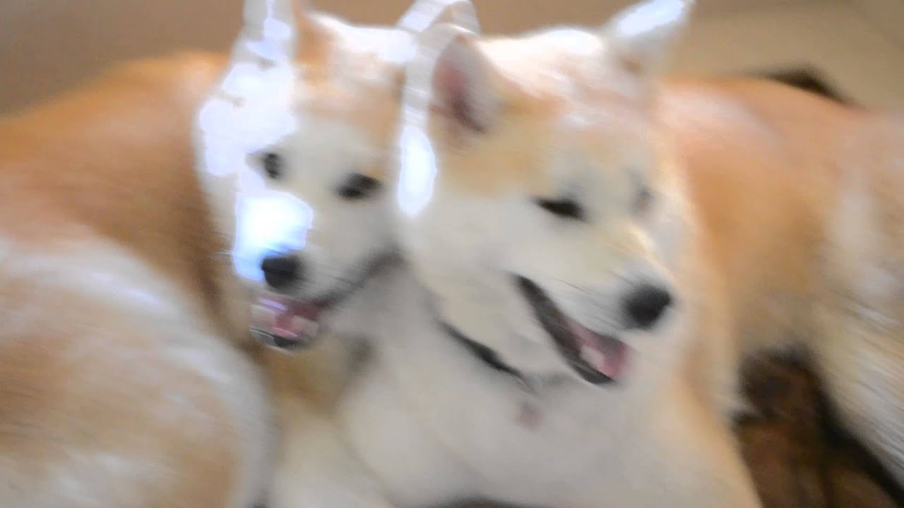 Asami Yasashii Shidousha and her babies and Saya her mother - YouTube