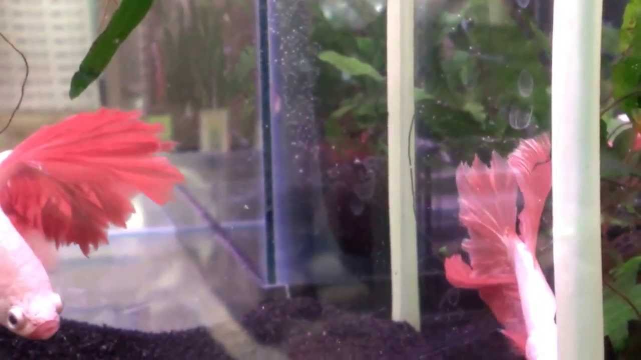 Red Longfin Dragon Scale Male Betta - YouTube