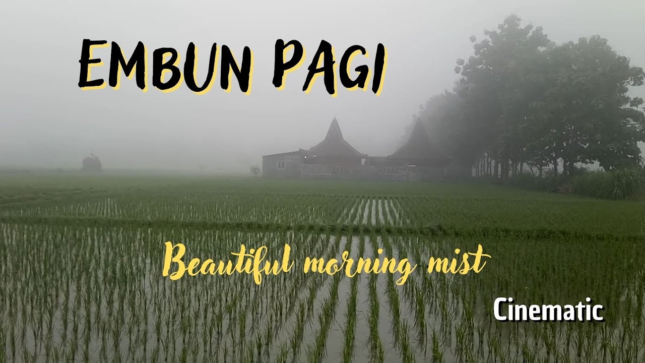 Embun pagi || Cinematic Video Footage || Suasana di Pagi hari. - YouTube
