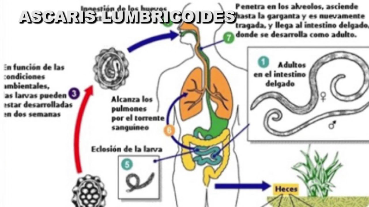 ENDOPARASITOSIS - YouTube