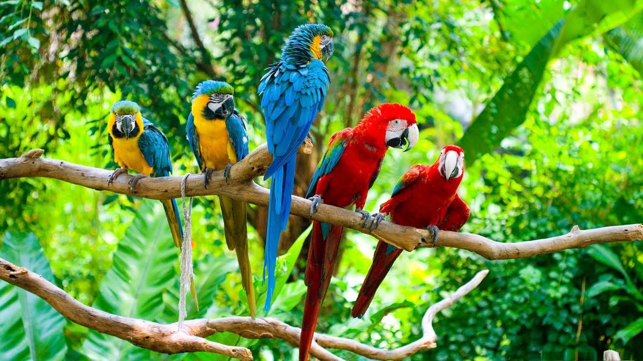 4K UHD Super Quality 4k Animals Video | 4K Ultra High Definition UHD ...