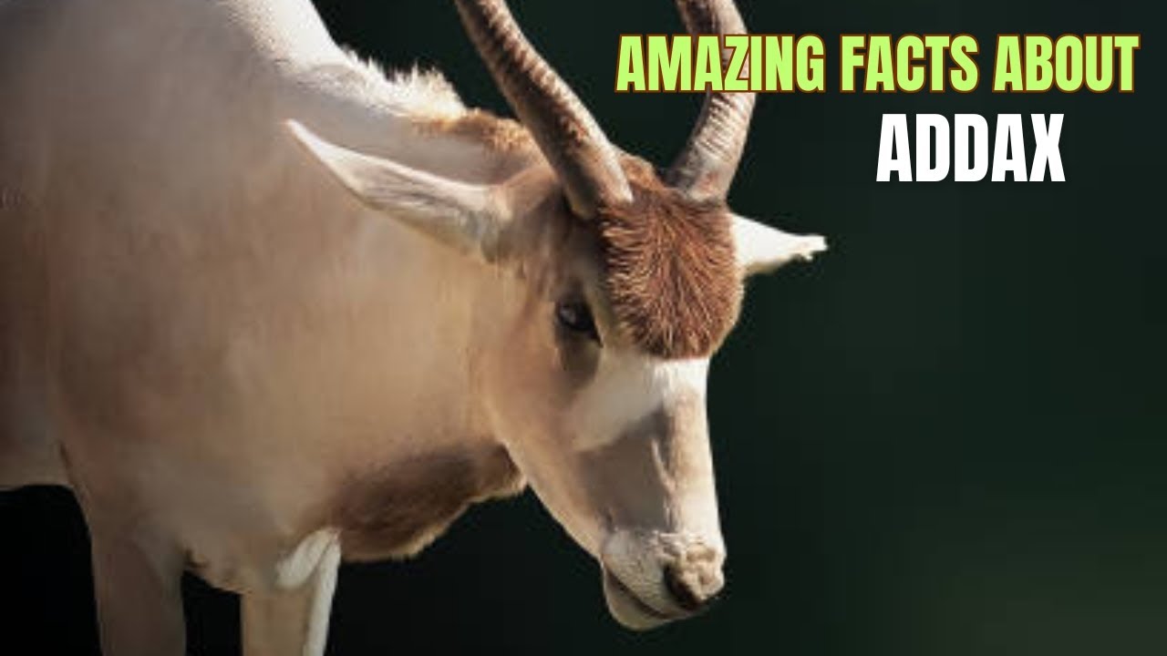 Amazing facts about ADDAX - YouTube