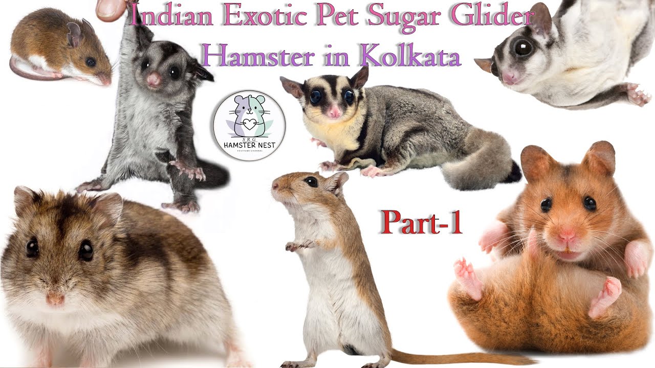 Indian Exotic Pet | Sugar Glider Hamster in India | Exotic Pet Shop in ...