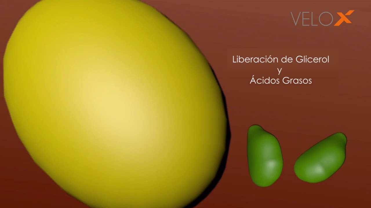 ¿CÓMO FUNCIONA VELOX ? - EXCELLENCE MEDICAL - YouTube