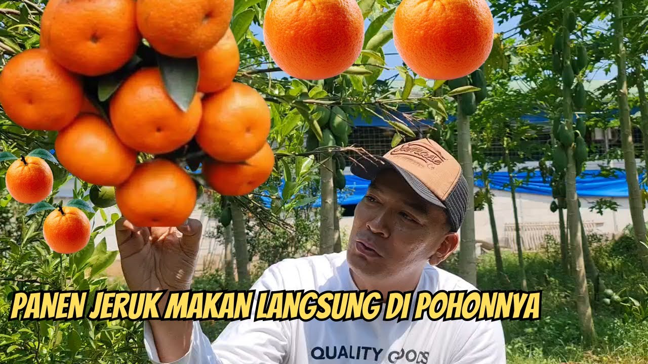 PANEN JERUK DAN MAKAN LANGSUNG DI POHONNYA - YouTube