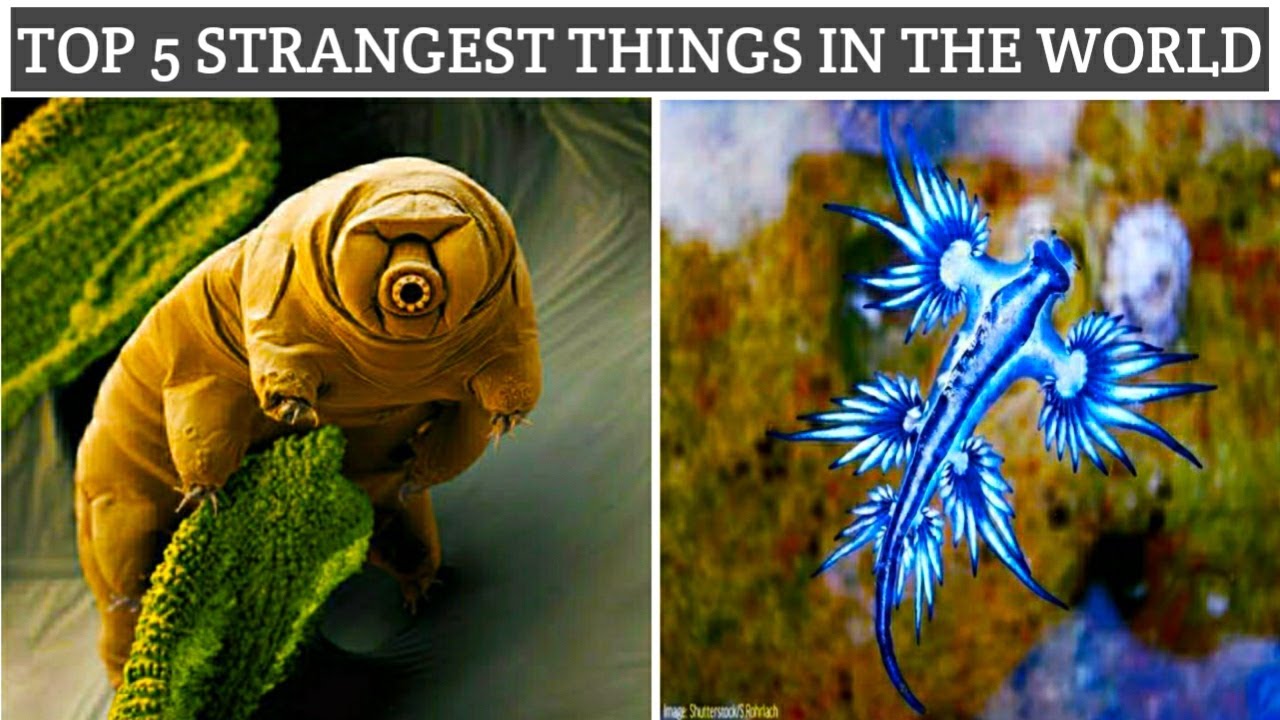 TOP 5 STRANGEST THINGS IN THE WORLD SOURCE OF TOP 5 YouTube top-5-strangest-things-in-the-world-source-of-top-5-youtube