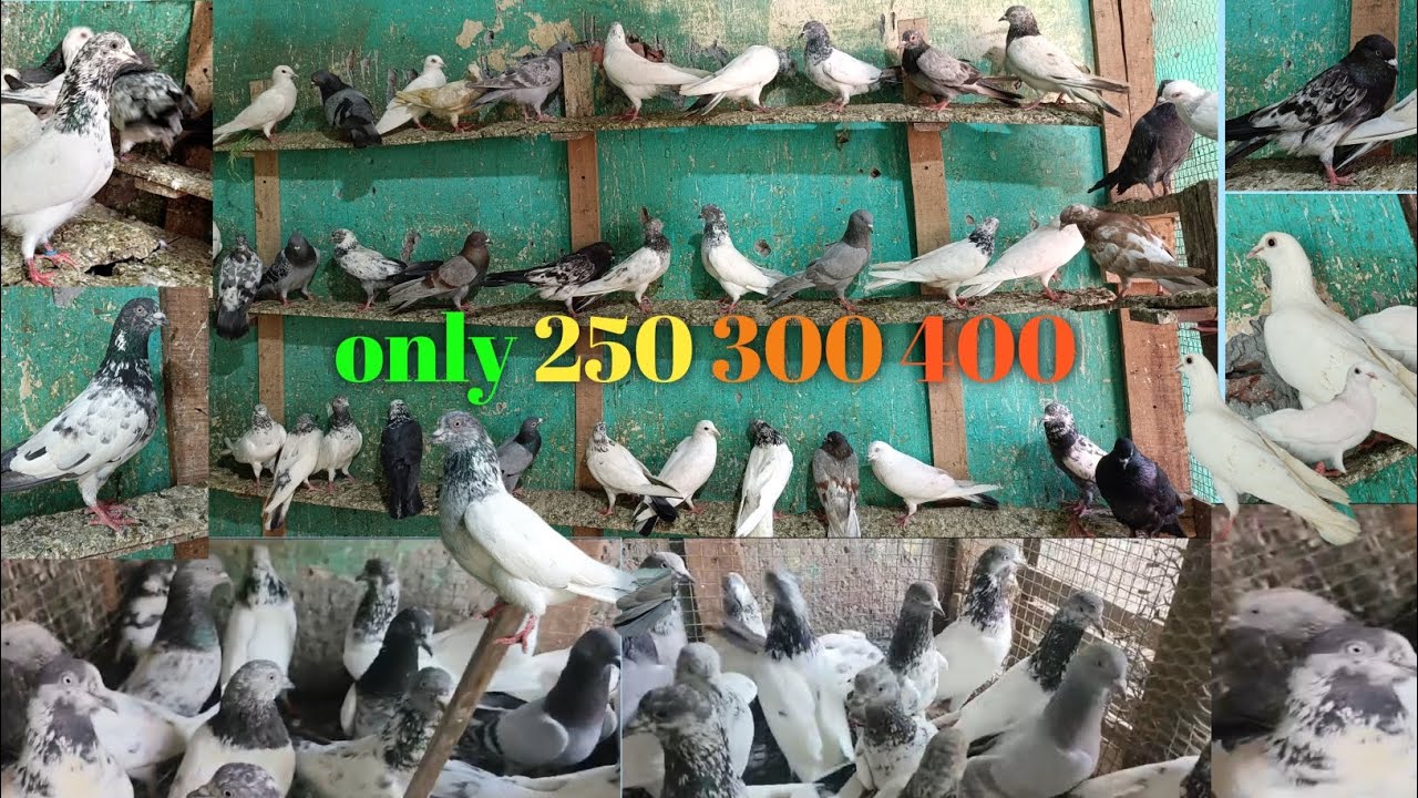 Meerut pigeon pakistani kabutar Noshad kabutar market starting Rs250 ...