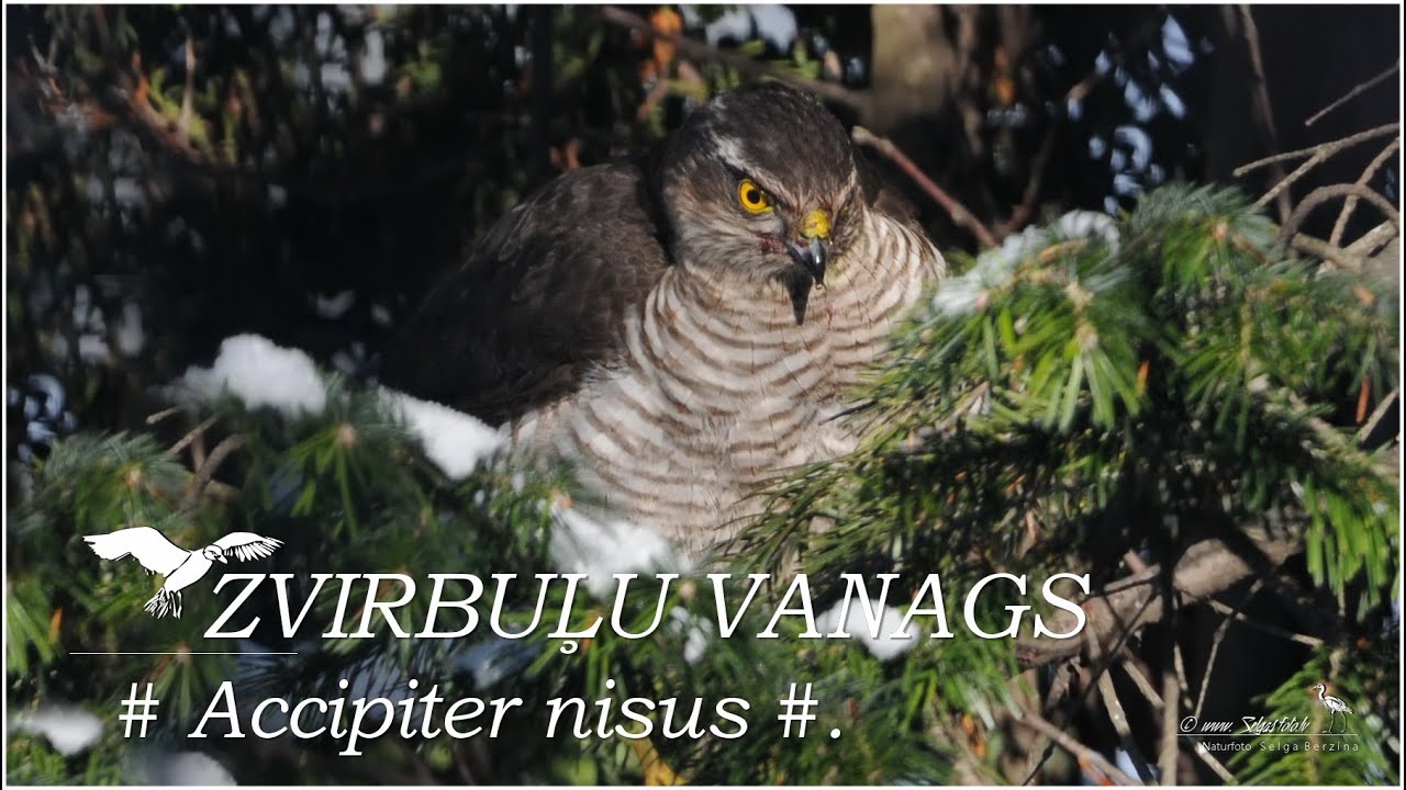 Putni / Birds : ZVIRBUĻU VANAGS /Accipiter nisus/. 2023.II. - YouTube