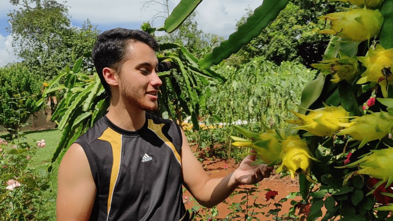 CONHEÇA 3 VARIEDADES DE PITAYAS AMARELAS - YouTube