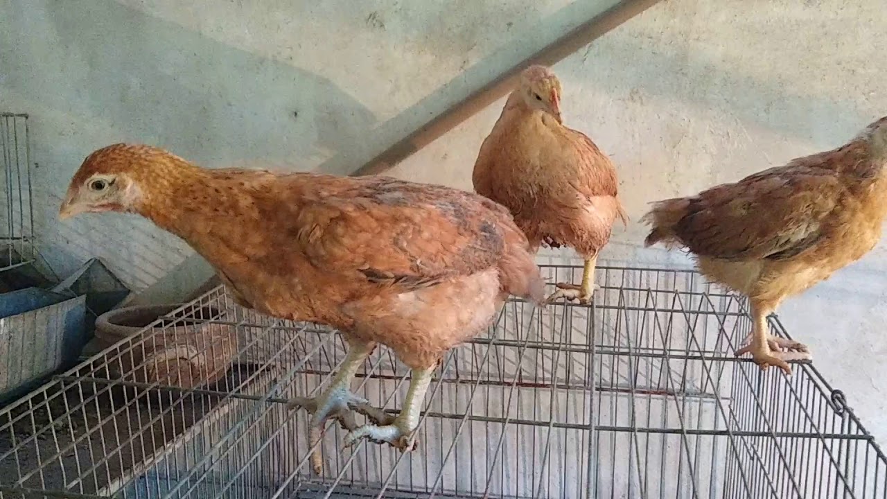 Frangas Caipirão , caipira melhorado , gauchão! Part1 - YouTube