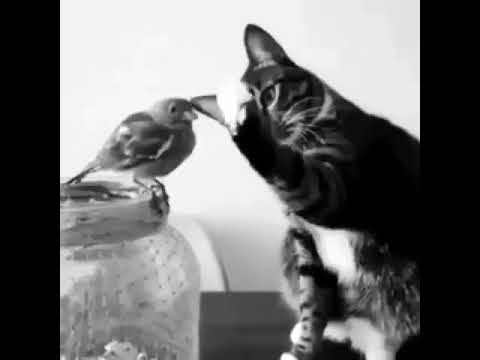 Heyvanlarin vehsiliyi insanlarin vehwiliyinden yaxwidi