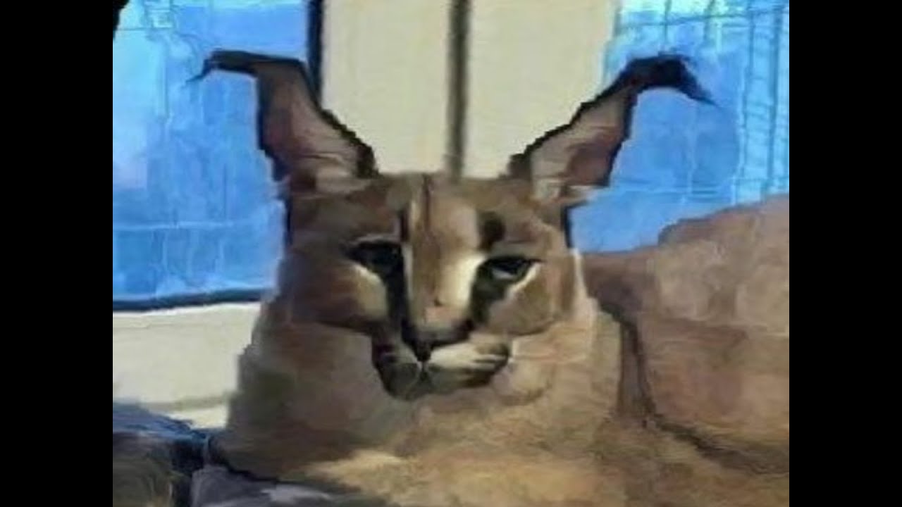 The Floppa Life Cycle. - YouTube