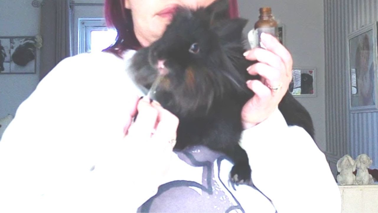 my rabbits daily medication - YouTube