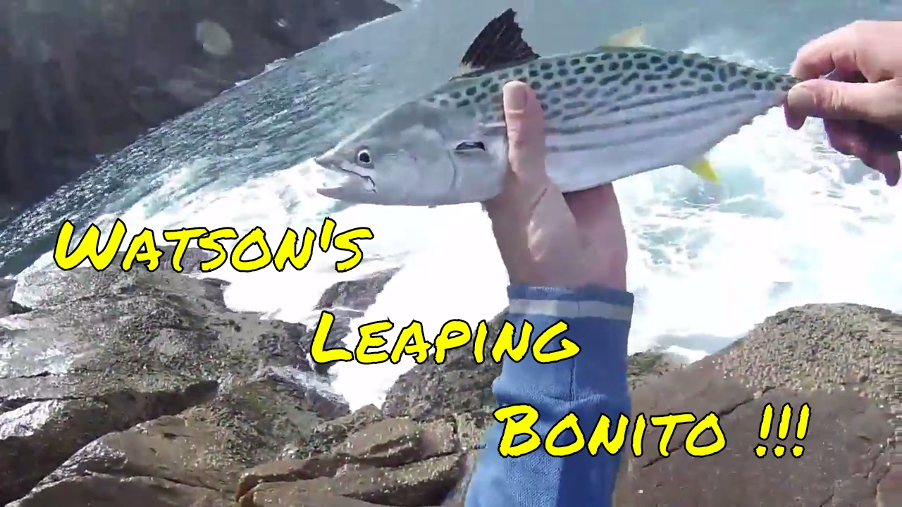 Catching Watson's leaping bonito !!! - YouTube