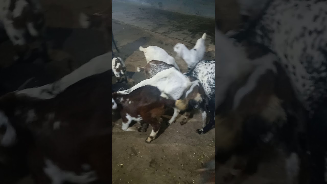 Rat Ka Khana YouTube rat-ka-khana-youtube
