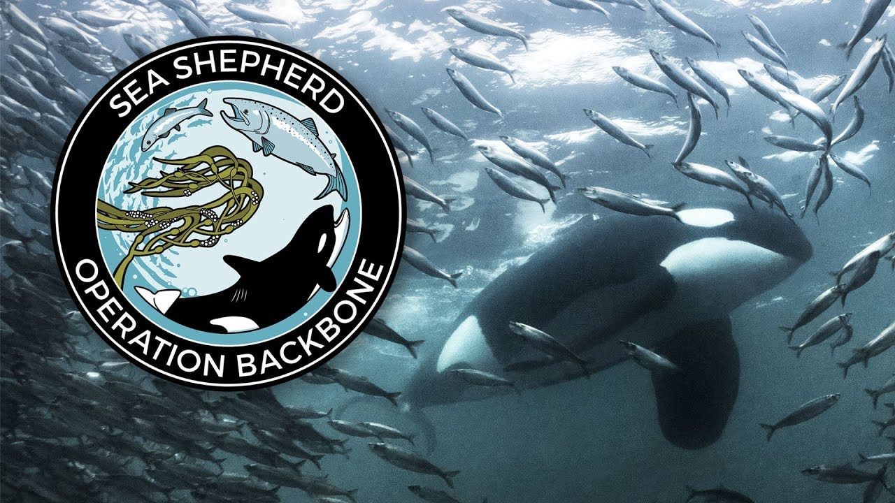 Operation Backbone – Say NO to ROE! - YouTube