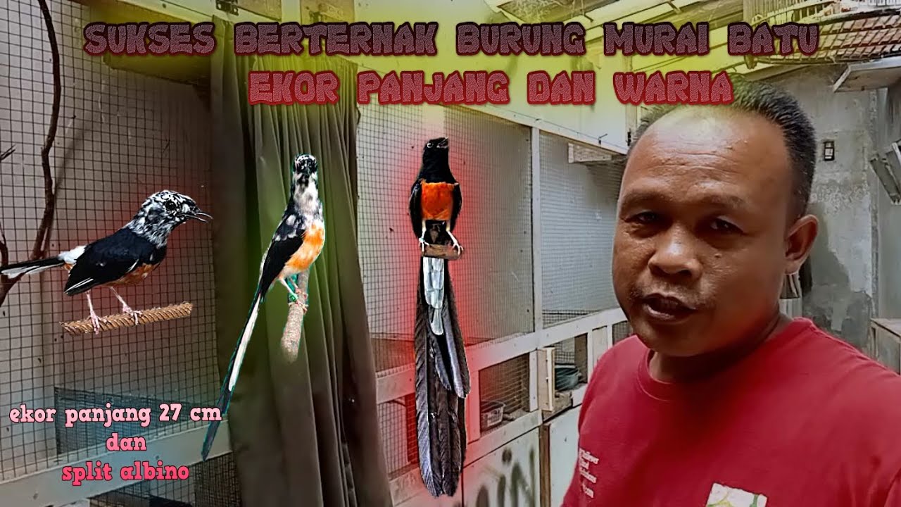 HARGANYA CUMA 2JUTA ‼️PENANGKARAN MURAI BATU EKOR PANJANG DAN SPLIT ...