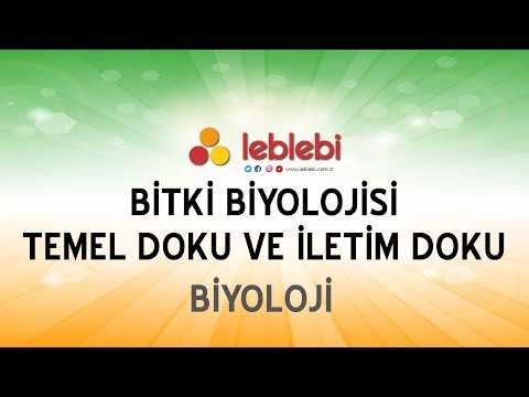 BİYOLOJİ / BİTKİ BİYOLOJİSİ - TEMEL DOKU VE İLETİM DOKU