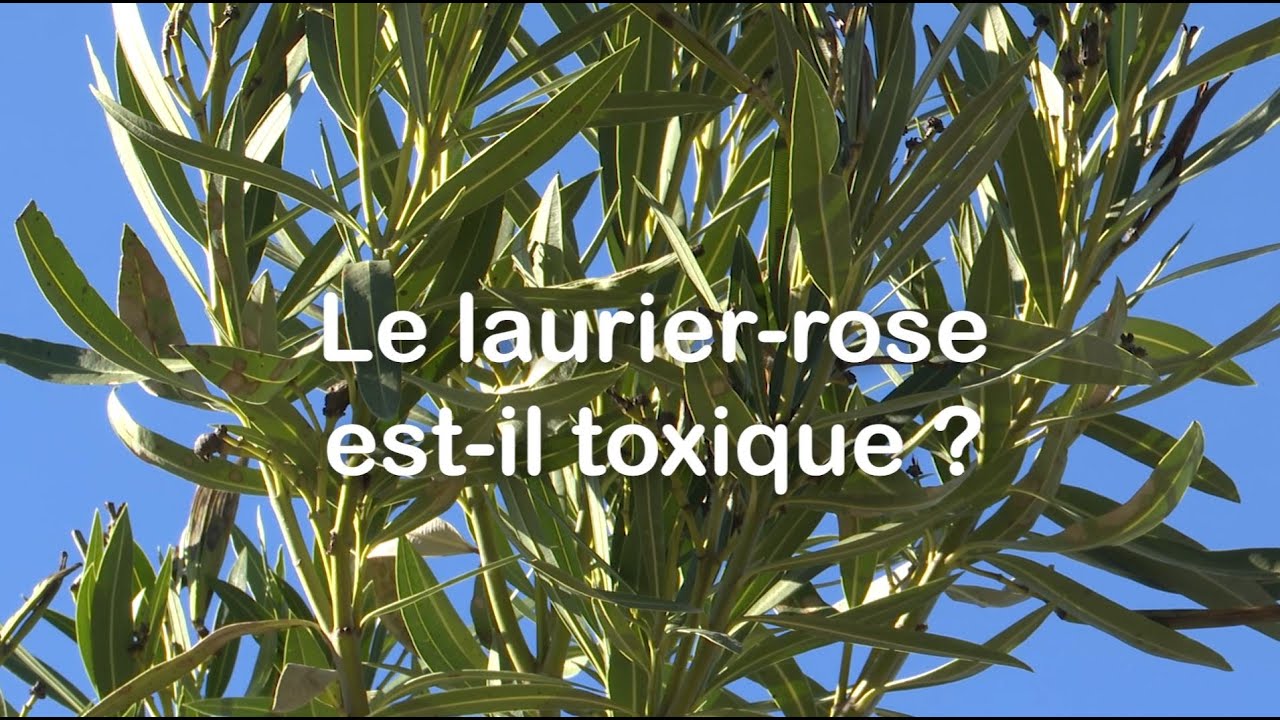 Le laurier rose : une plante TOXIQUE - YouTube