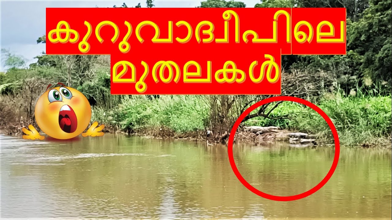 Kuruva Island Crocodile