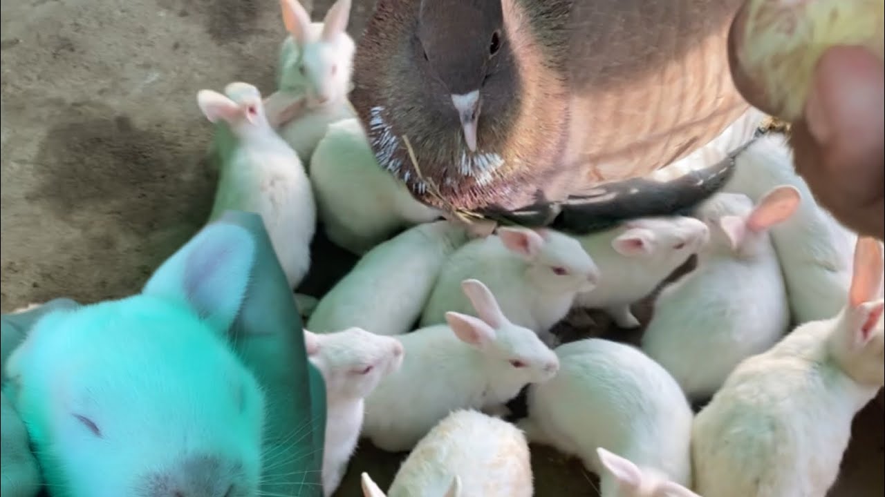 #kabutar#rabbits#hen#pigeon #pigeon#birds#birds#murga #rabbitfarming# ...