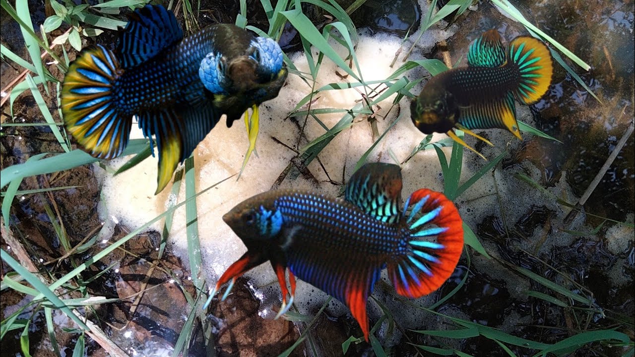 Part4 wow Catch very big wild fish😱#ត្រីក្រឹម #bettafish #plakat # ...