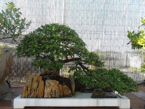 Penjing - YouTube