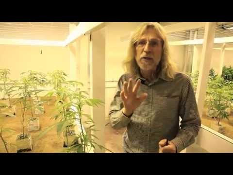 Grow Cannabis - Indoor Light Efficiency - By Jorge Cervantes
