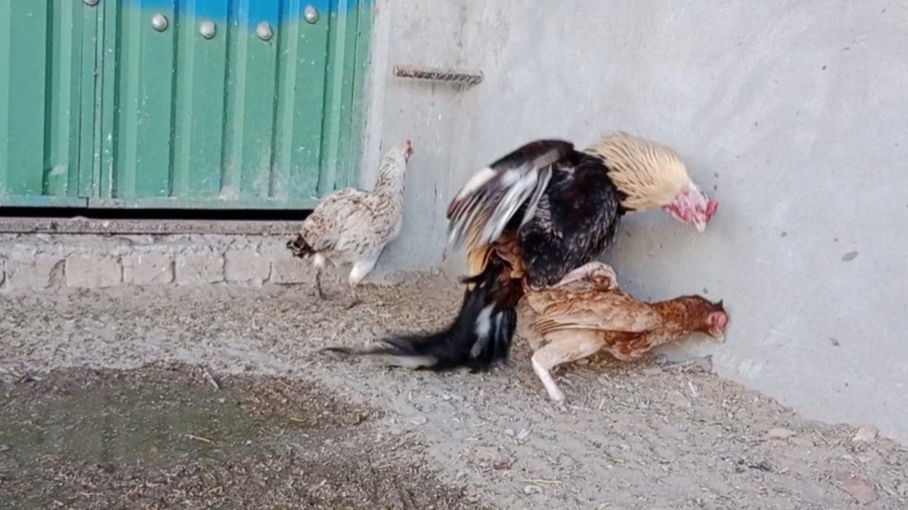 Aseel rooster crowing in morning l chicken egg hatching - YouTube