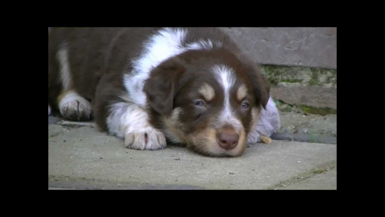 The Girls Wmv Youtube