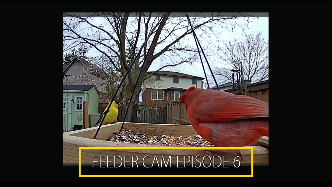 Garden Feeder Cam Ep.6 - YouTube