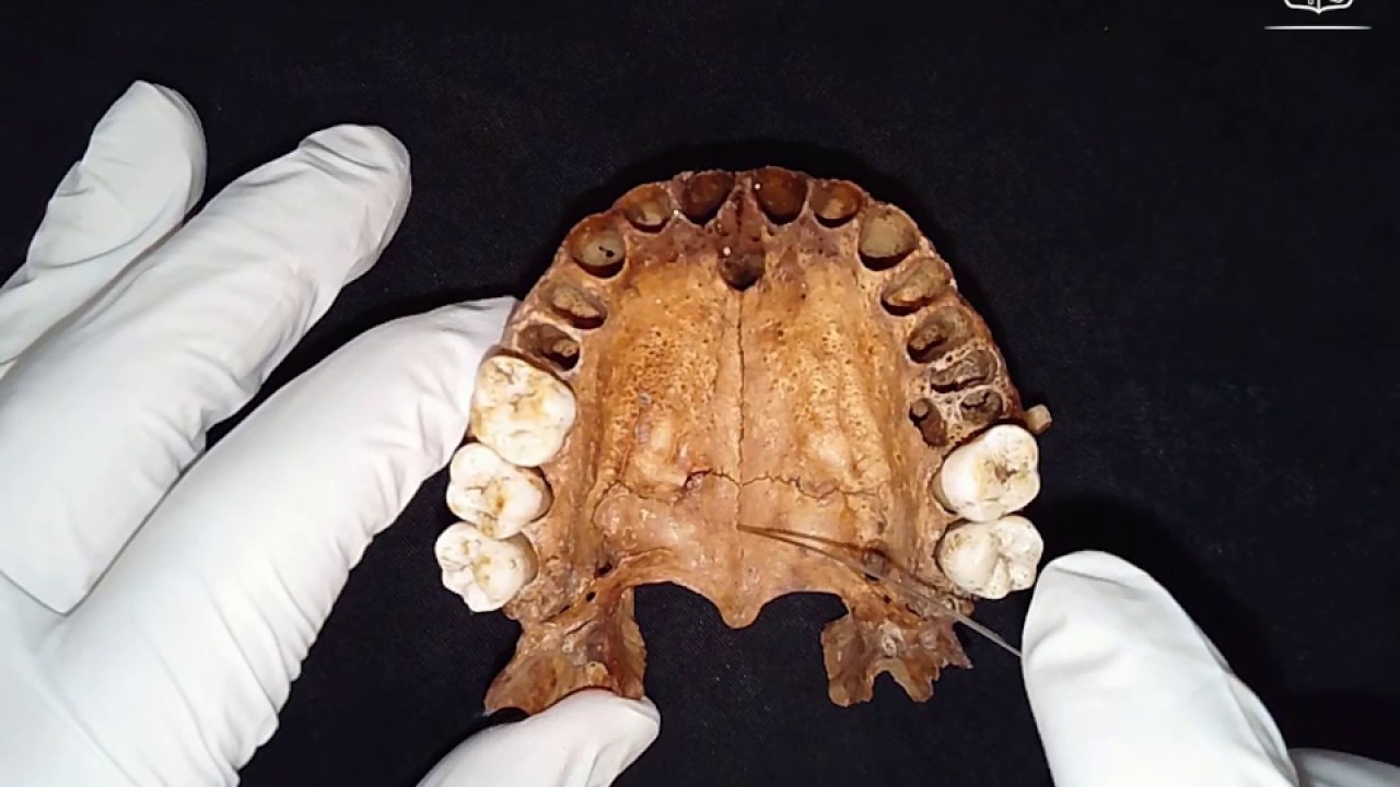 Hueso Palatino - YouTube