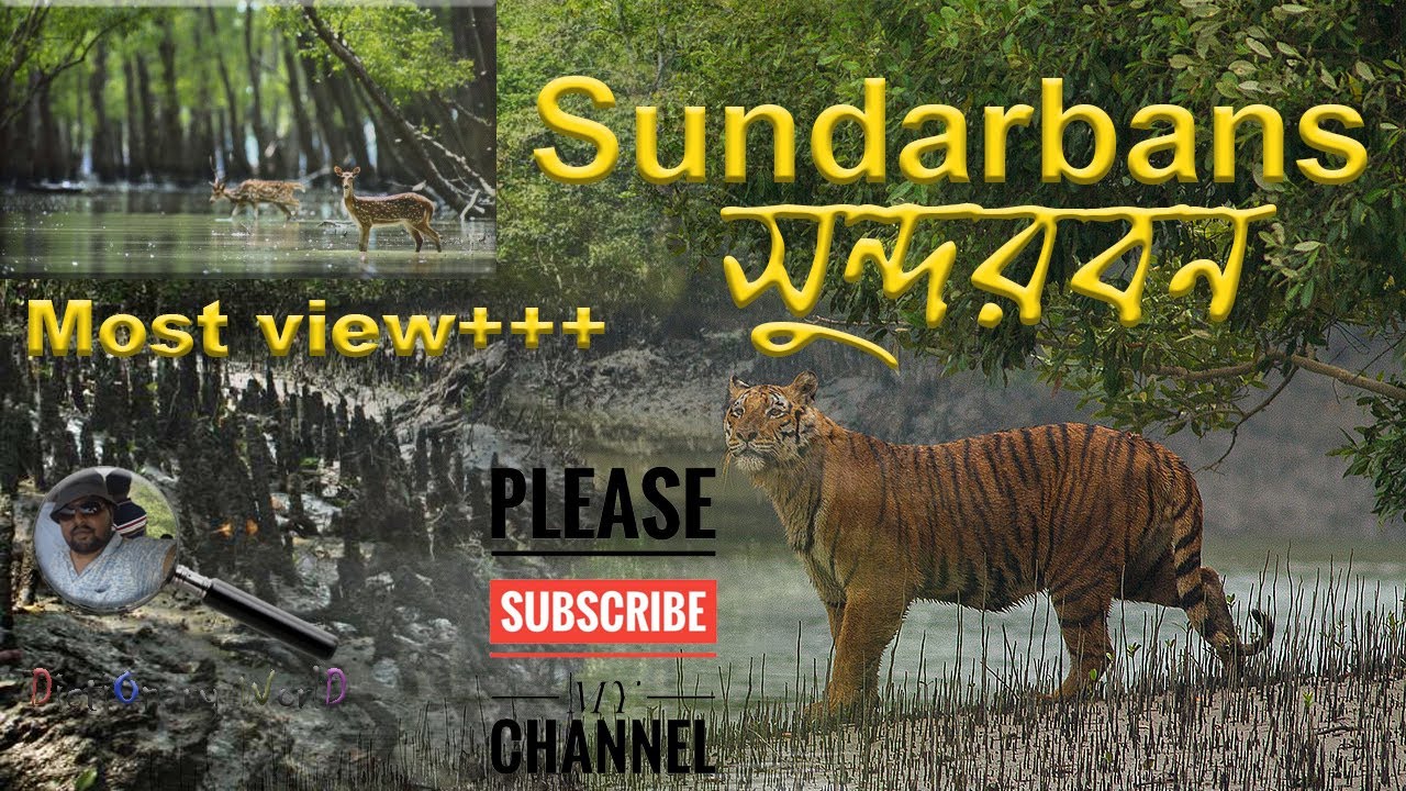 Sundarbans । সুন্দরবন । The World’s Largest Natural Mangrove Forest in ...