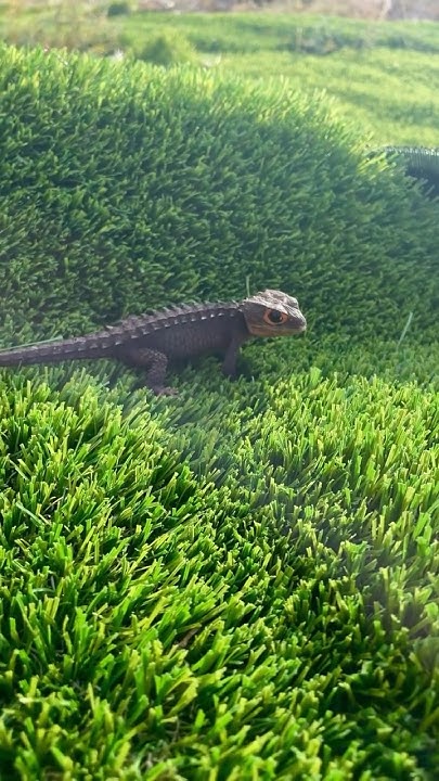 My Pet Dragon 🐉 - YouTube