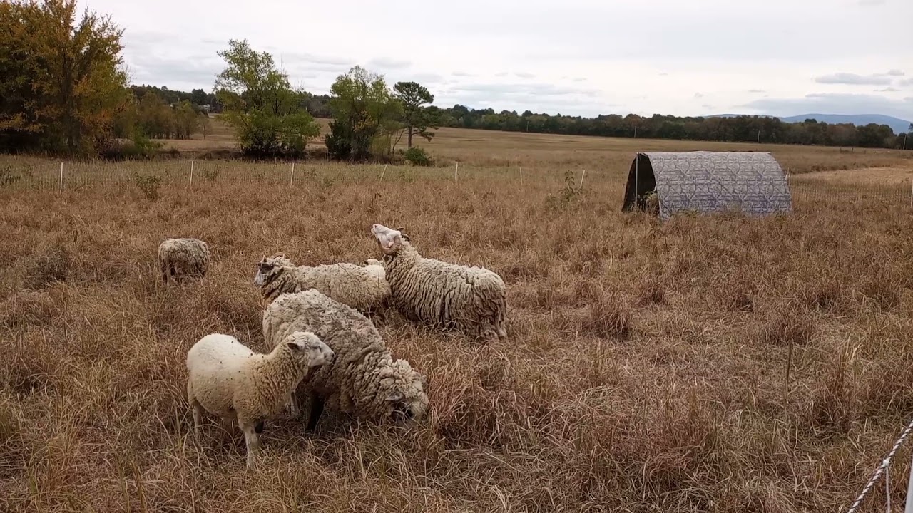 It's Sheep Mating Season - YouTube