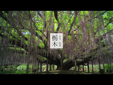 [Spring]Tochigi Japan in 8K - 日光・那須／栃木 - YouTube