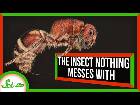 Where Are Red Velvet Ants Located