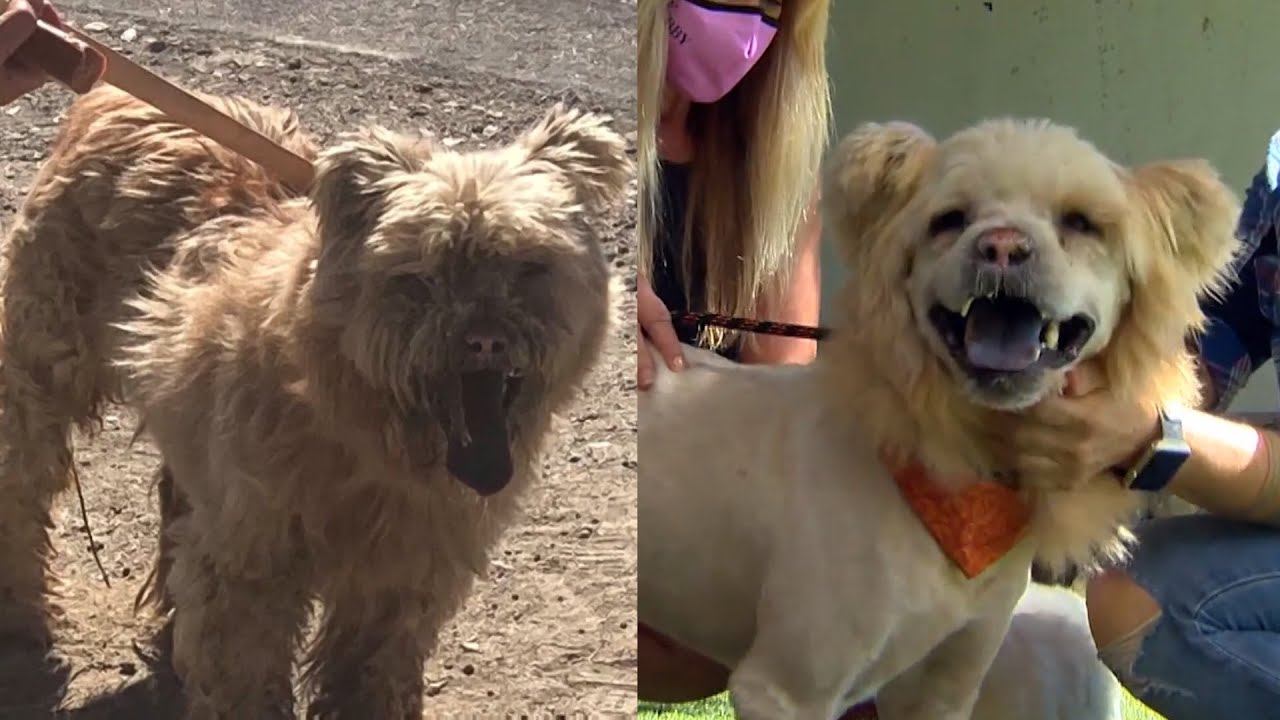 How a Woman Rescued a Dog From the Desert - YouTube