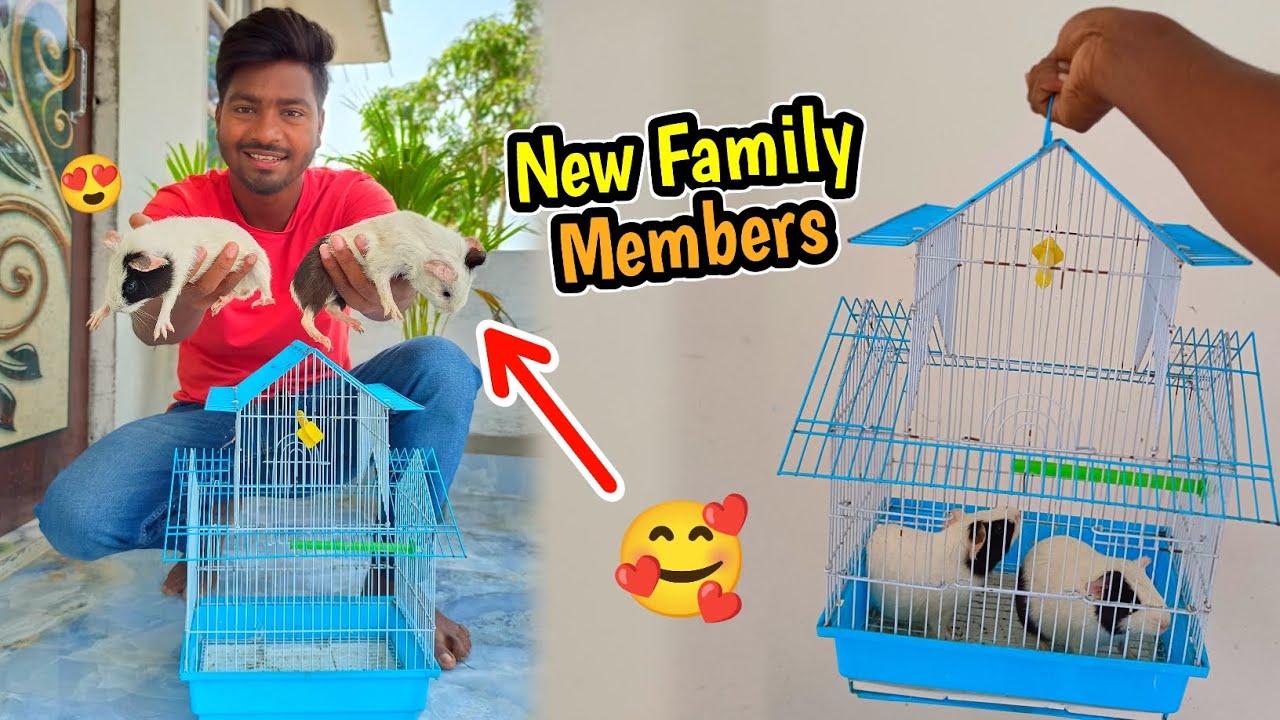 Mini Zoo Ke Liye New Pets Agaya🥰 - YouTube