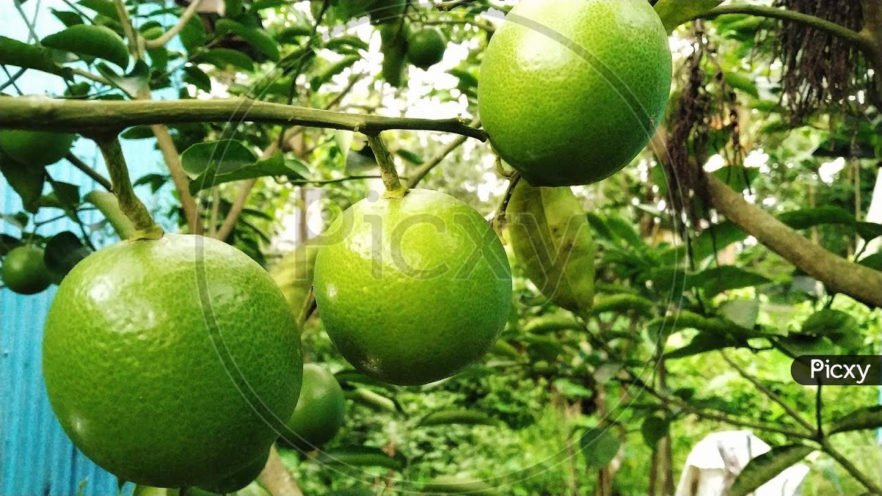 Mosambi tree - YouTube