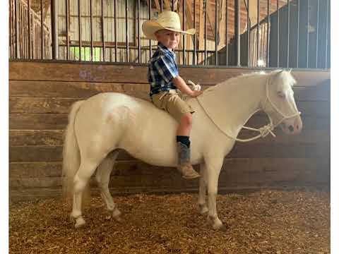 “Sassy” Mini Pony Mare - YouTube