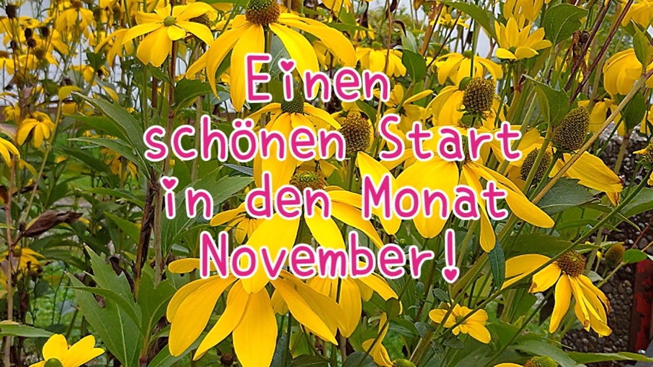 Guten Morgen🌞 Einen schönen Start in den Monat November🍀🏵️🍁 Liebe Grüße ...