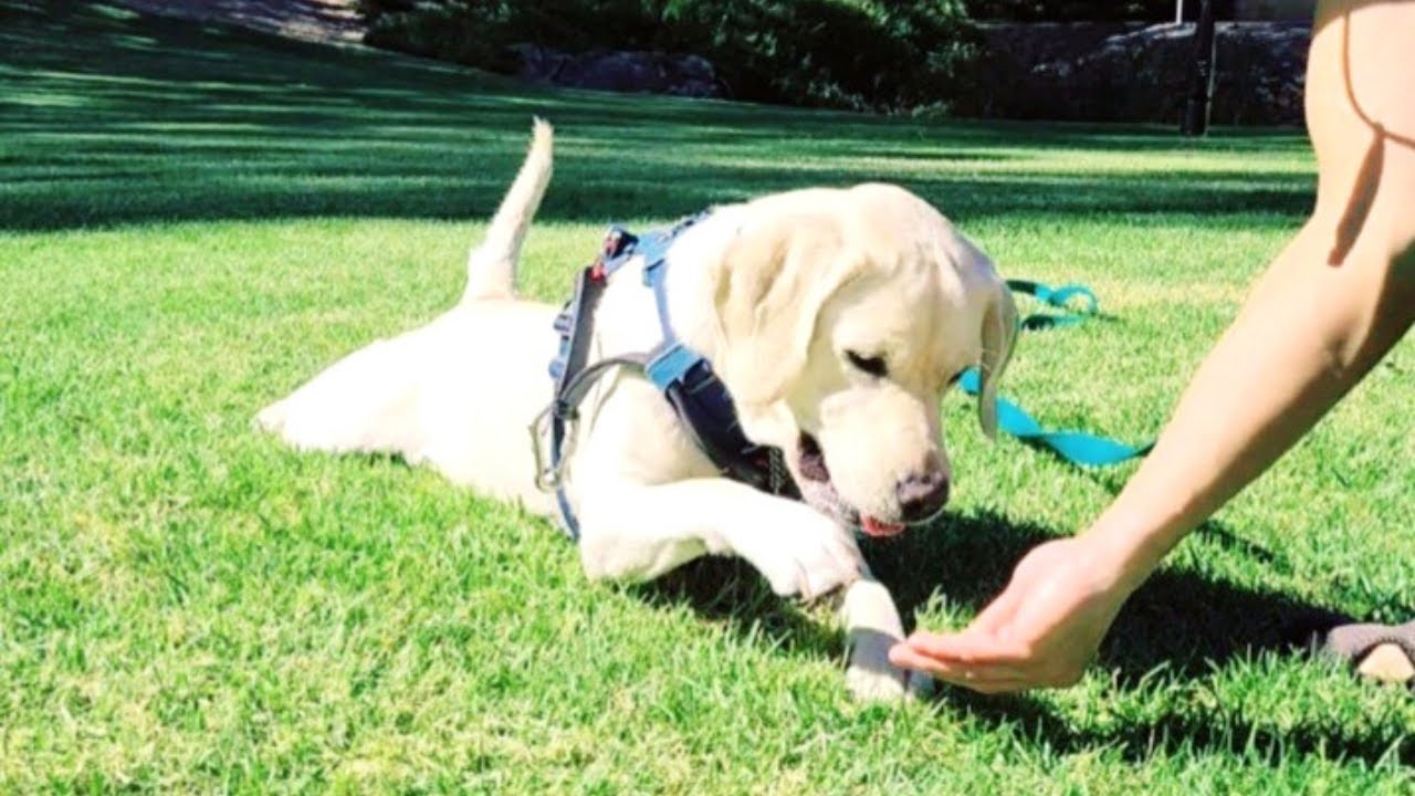 Easy Dog Trick: Teaching My Labrador the Army Crawl - YouTube