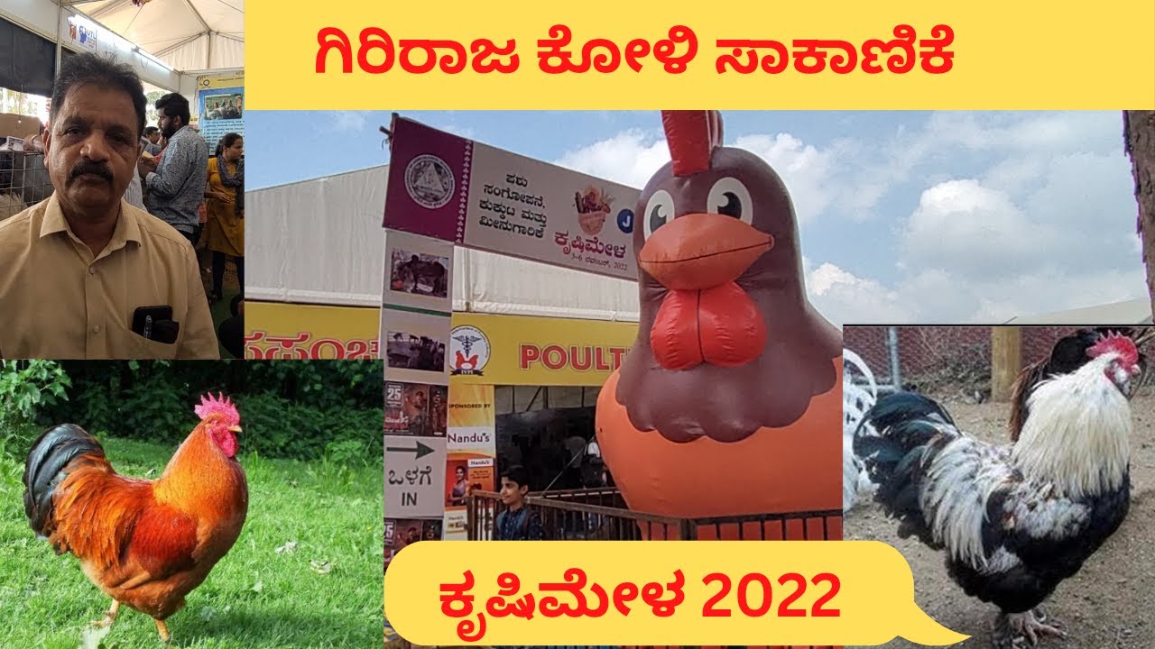Giriraj poultry farming - YouTube