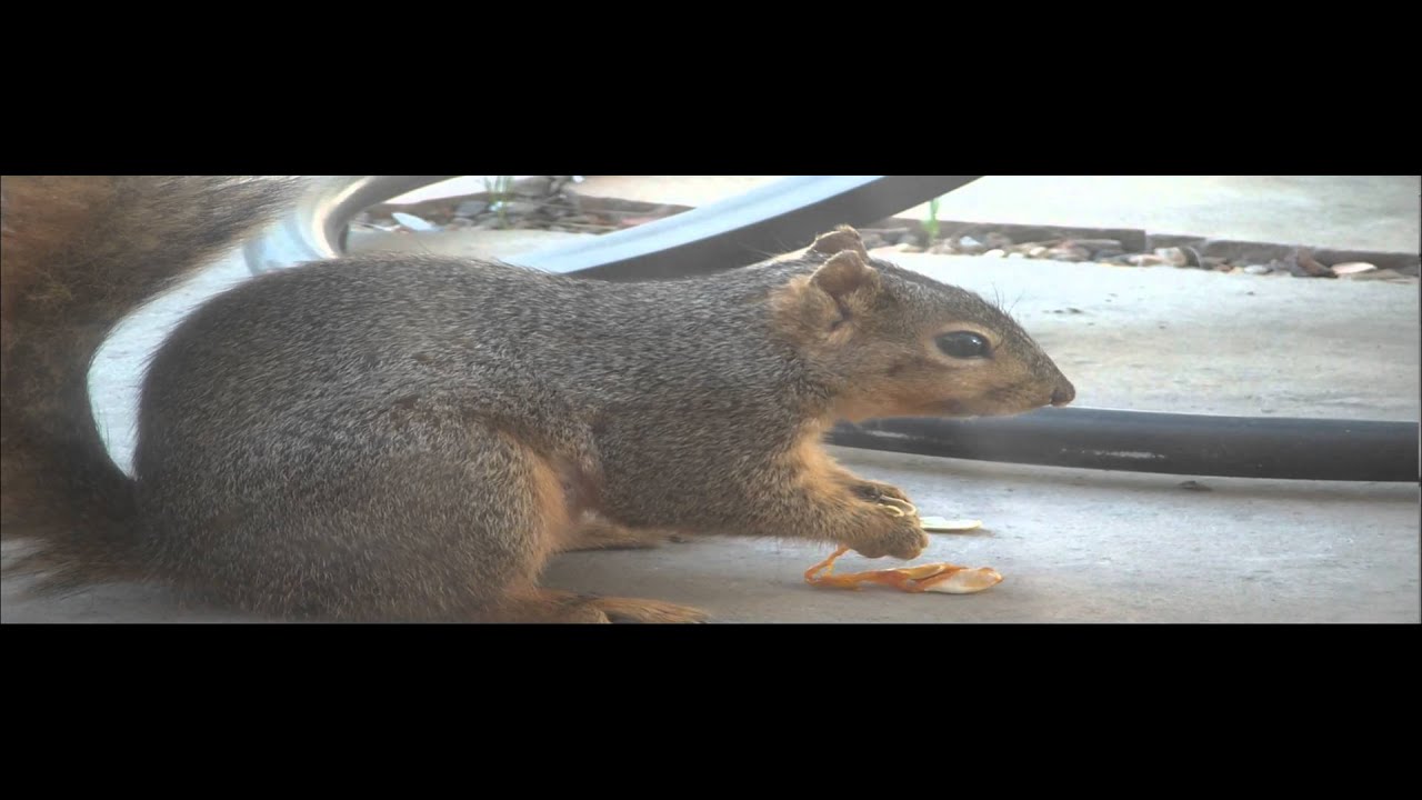 ANIMALS,NATURES and FOODS-SQUASH SEEDS EATING SQUIRREL - YouTube