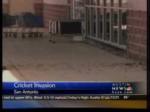 Cricket invasion - YouTube