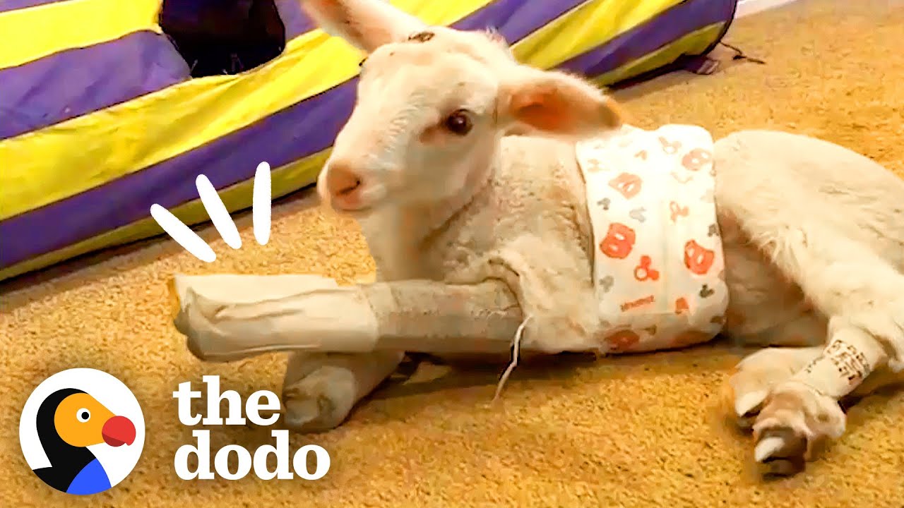 Newborn Lamb With Broken Legs Makes An Incredible Recovery | The Dodo ...