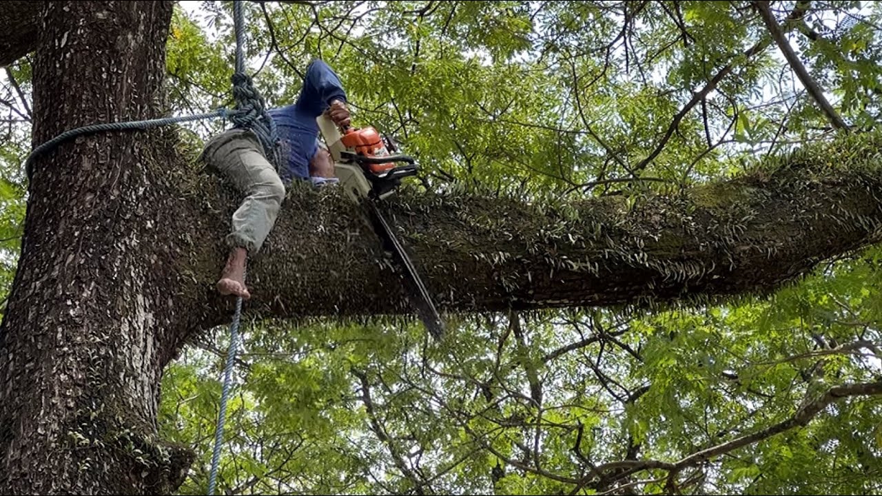 It's quite difficult... Cut down a tall tree beside the river. - YouTube